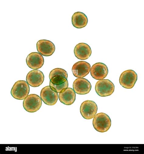 Gram Positive Staphylococcus Epidermidis Cut Out Stock Images And Pictures Alamy