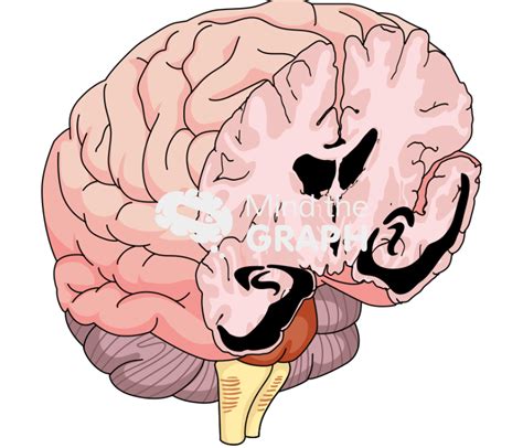 Free Brain Subgranular Zone Icons Symbols Pictures And Images Mind Free Brain Subgranular Zone Icons Symbols Pictures And Images Mind