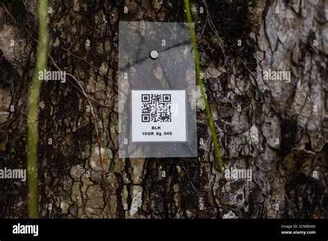 A QR Code Seal In A Plastic And Nailed Onto The Tree Trunk For Documentation Purpose Singapore