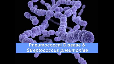 Streptococcus Pneumoniae Youtube