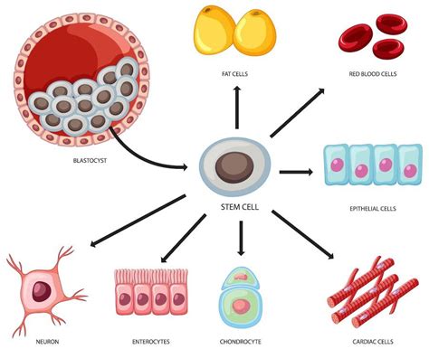 Plant And Animal Tissues Why Plant And Animal Are Made Of Different