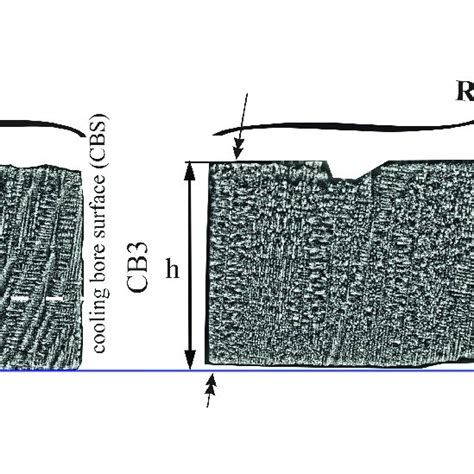 The Dendritic Structure Of Part H Of The Root Visualized On The