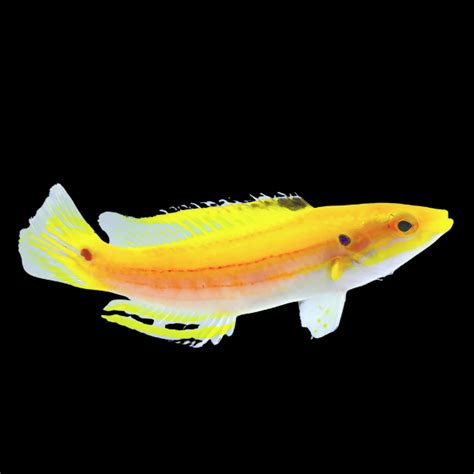 Candy Hog Fish Bodianus Bimaculatus Sims Tropical Fish Tropical