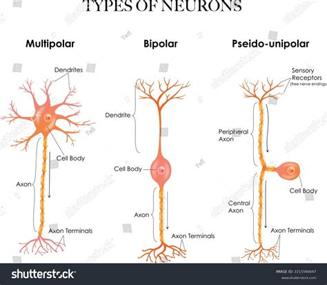 Types Neurons Multipolar Pseudounipolar Bipolar Structure стоковая векторная графика без