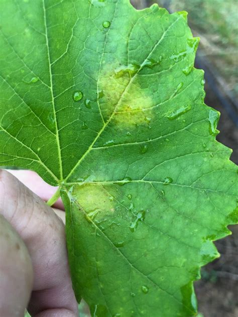 Downy Mildew Reported And Confirmed In West Georgia Viticulture
