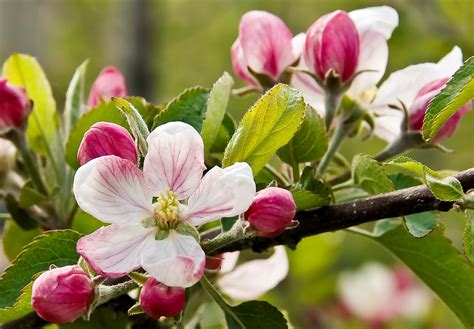 Apple Blossom Description At Brian Braxton Blog