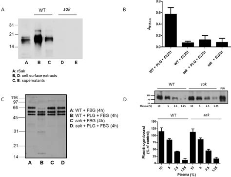 Figure 1 From Molecular Interactions Of Human Plasminogen With Fibronectin Binding Protein B