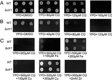 Cq Induced Yeast Growth Inhibition A At 160 μ M Cq Can Virtually