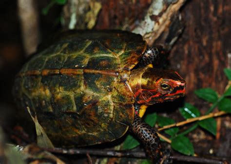 リュウキュウヤマガメ 爬虫類図鑑