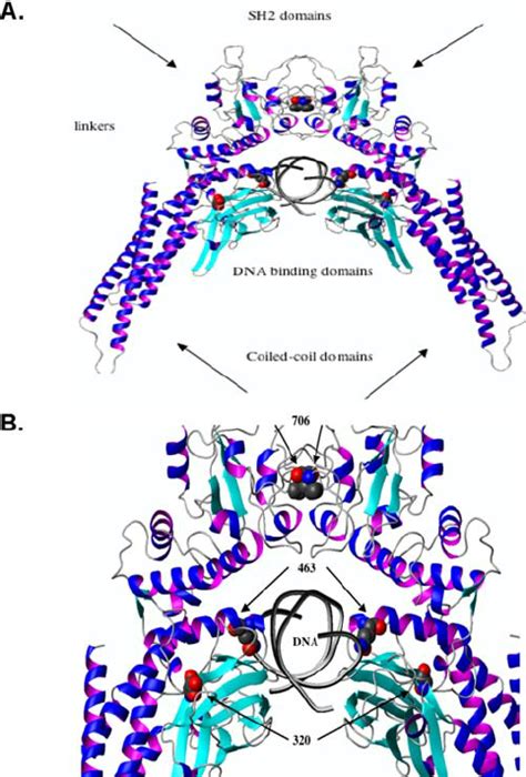 Molecular Representation Of Stat1 Mutants A Ribbon Representation Of Download Scientific