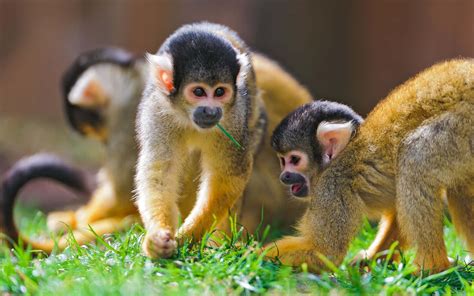 Download Grass Playing Cute Monkey Photo Wallpaper Wallpapers Com