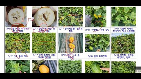 2022~2023시즌 3월참외생육사진 10 11 12 전체조회수4000000 넘었습니다 진심으로감사합니다 2024년 10000000조회수도전 Youtube