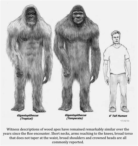 Texas Cryptid Hunter Sasquatch Classics The William Roe Encounter