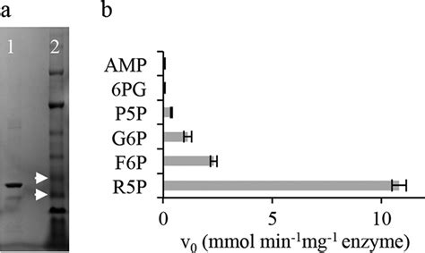 Purification And Substrate Specificities Of Spp A SDS PAGE Of Download Scientific Diagram