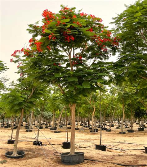 Flame Tree Delonix Regia