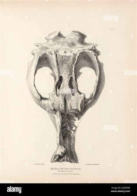 Toxodon Prehistoric Mammal Fossil Skull 19th Century Illustration Of A View From Above Of A Toxodon Prehistoric Mammal Fossil Skull 19th Century Illustration Of A View From Above Of A