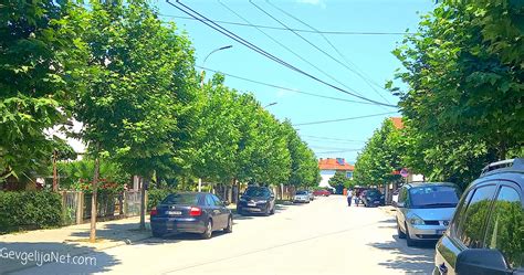 ЈАВОРОВИТЕ СЕНКИ во Гевгелија