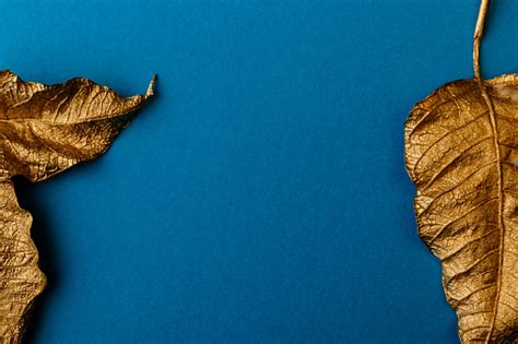 파란색 종이 카드 노트와 황금 잎으로 만든 창조적 인 레이아웃 파란색 배경에 황금 잎 0명에 대한 스톡 사진 및 기타 이미지 0명 가을 계절 Istock