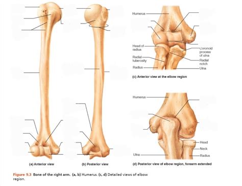Humerus And Olecranon Diagram Quizlet