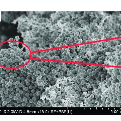A SEM Image Of SiO 2 NPs B And C Are SEM Images Of Ag SiO 2 Download Scientific Diagram