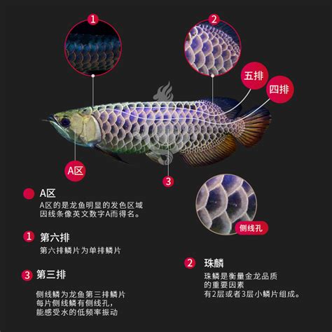 鳍御高背金龙鱼活鱼古典龙鱼活体鱼苗小龙鱼蓝底过背金龙鱼红龙鱼 虎窝淘