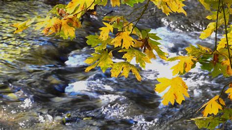 가을 나뭇잎 자연 Free Video On Pixabay