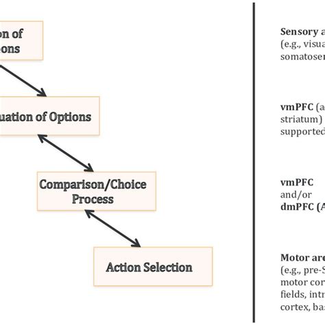Value Based Decision Making In The Human Brain The Central Features Of