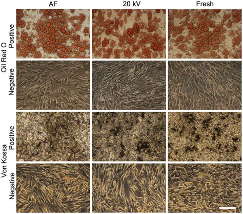 Differentiation Capacity Of Encapsulated Mscs Mscs Were Differentiated Download Scientific