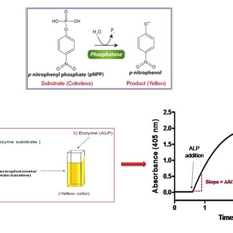 A Assay Reaction Catalyzed By Alkaline Phosphatase Alp Enzyme B Download Scientific