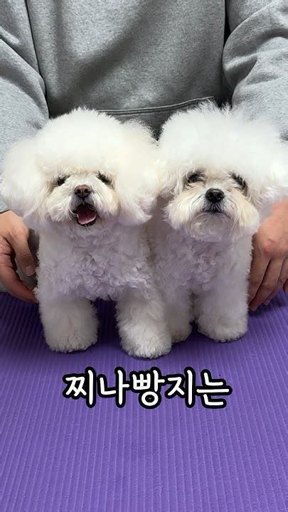 강아지 성격은 주인을 닮는다던데 Youtube