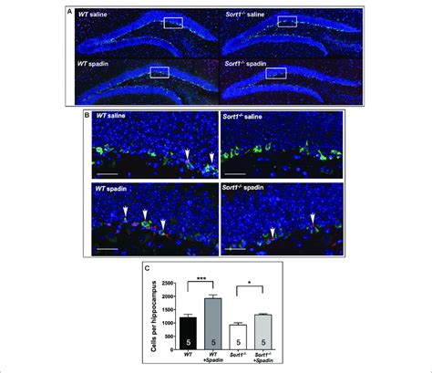 Neurogenesis In Sort1 Mice A Brdu Staining Of Dentate Gyrus Download Scientific