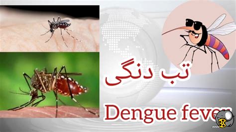 تب دنگی چیست؟ روشهای انتقال و علائم فیلو