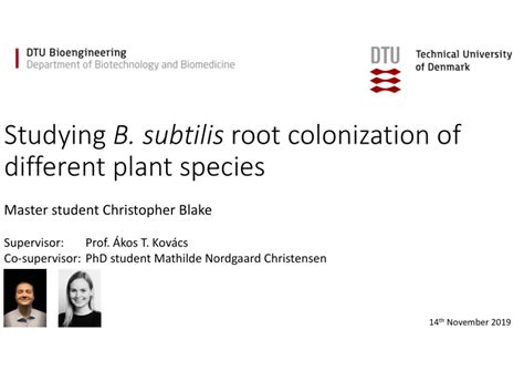 Ppt Studying B Subtilis Root Colonization Of Different Plant