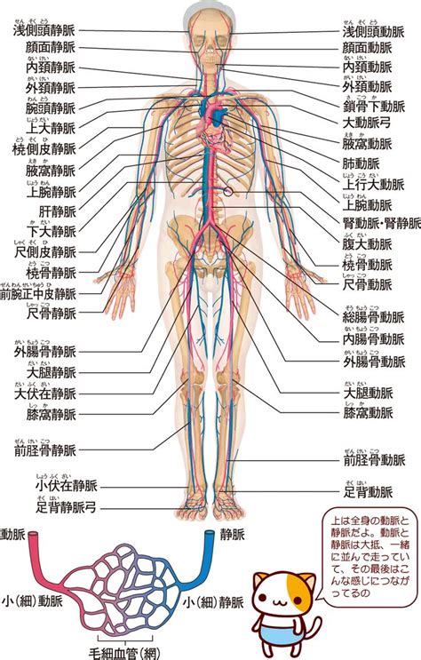 心臓血管系 知識の書庫