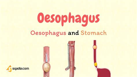 Oesophagus