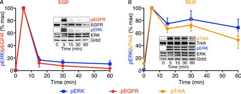 Kinetics Of Receptor Tyrosine Kinase Activation Define Erk Signaling Dynamics Abstract