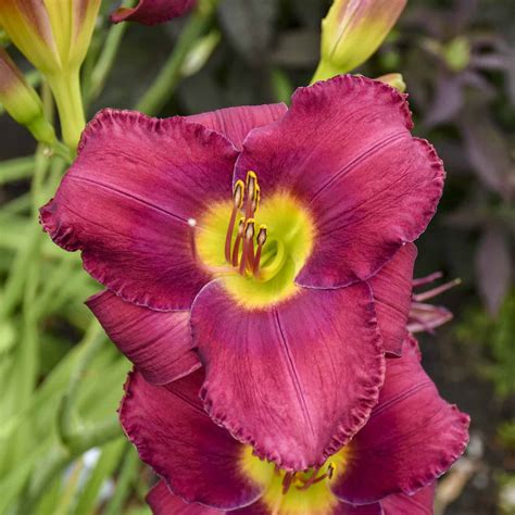 Daylily Hemerocallis Purple Varieties Longfellows Garden Center