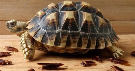 Pet Turtle Eat Cockroach At Gladys Roy Blog