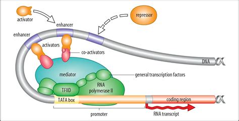 Eukaryotic Transcription Best Biology Notes Reference