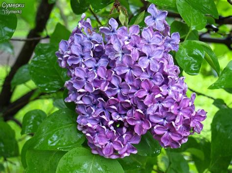 Сиреневые сады Леонида Колесникова.: sitella — LiveJournal