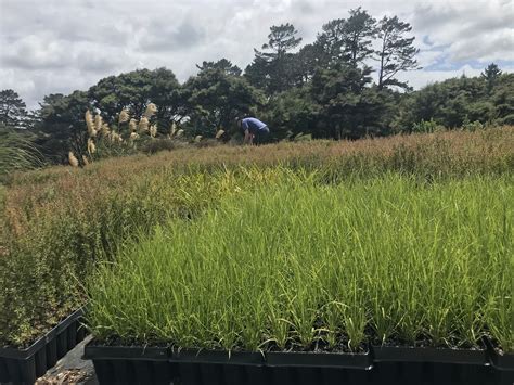 Supplies Wholesale New Zealand Native Grasses — Tawa Road Native Nursery