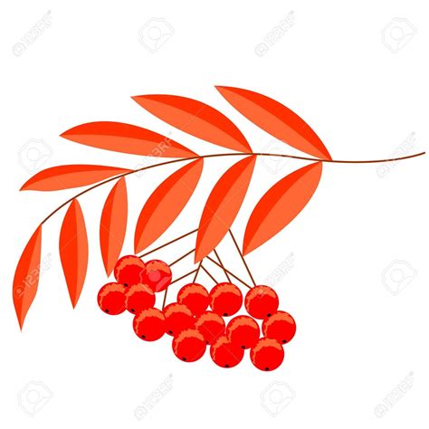 Ветка рябины рисунок для детей 71 фото