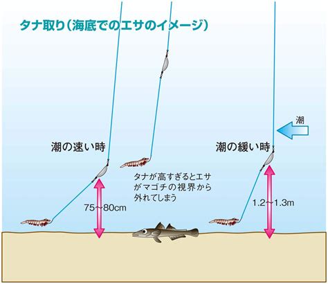 √画像をダウンロード アオリイカ アジ の 泳がせ 釣り 仕掛け 279213