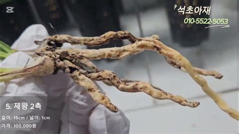 2월 8일 난초 판매 영상 Youtube