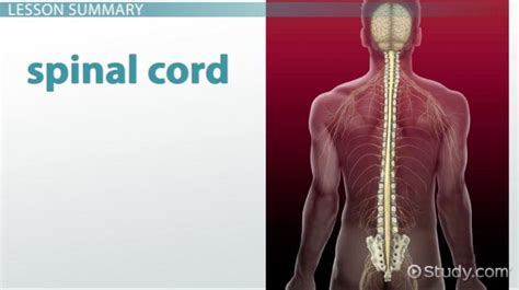 Functions Of The Spinal Cord