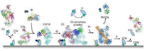 Xtal WebAry Complement System