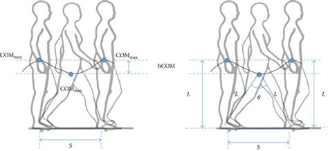 The Walking Pattern Of A Single Gait Cycle Sinusoidal Oscillation Of Download Scientific