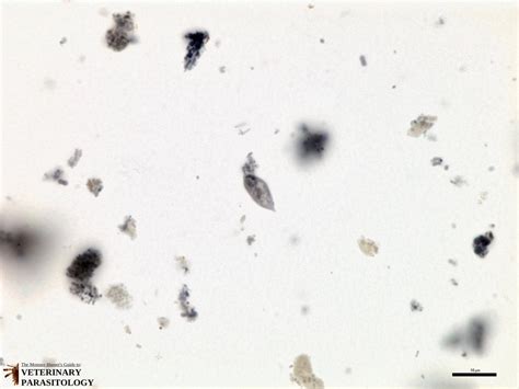 Chilomastix Sp Protozoa Monster Hunters Guide To Veterinary