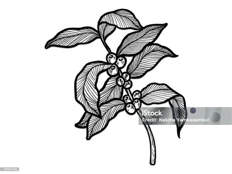 커피 콩 잎 콩을 곁들인 커피 나뭇가지 벡터 식물 도면 스케치 라인 아트 디자인 사실적인 자연 스타일 유기농 일러스트레이션 커피나무에 대한 스톡 벡터 아트 및 기타 이미지