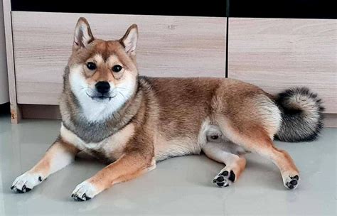 Shiba Inu Color Variations